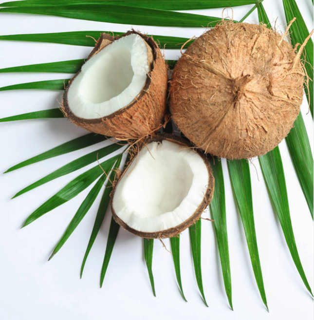 The Coconut, Treasure Of Polynesia 🥥 | Moana Adventure Tours